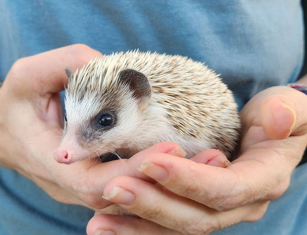 Exotic Animals For Sale | Exotic Pet Breeder