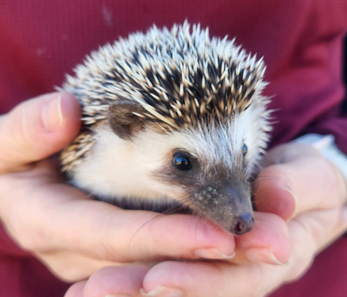 Jerusha- Female Hedgehog PRICE $195 | Janda Exotics Ranch