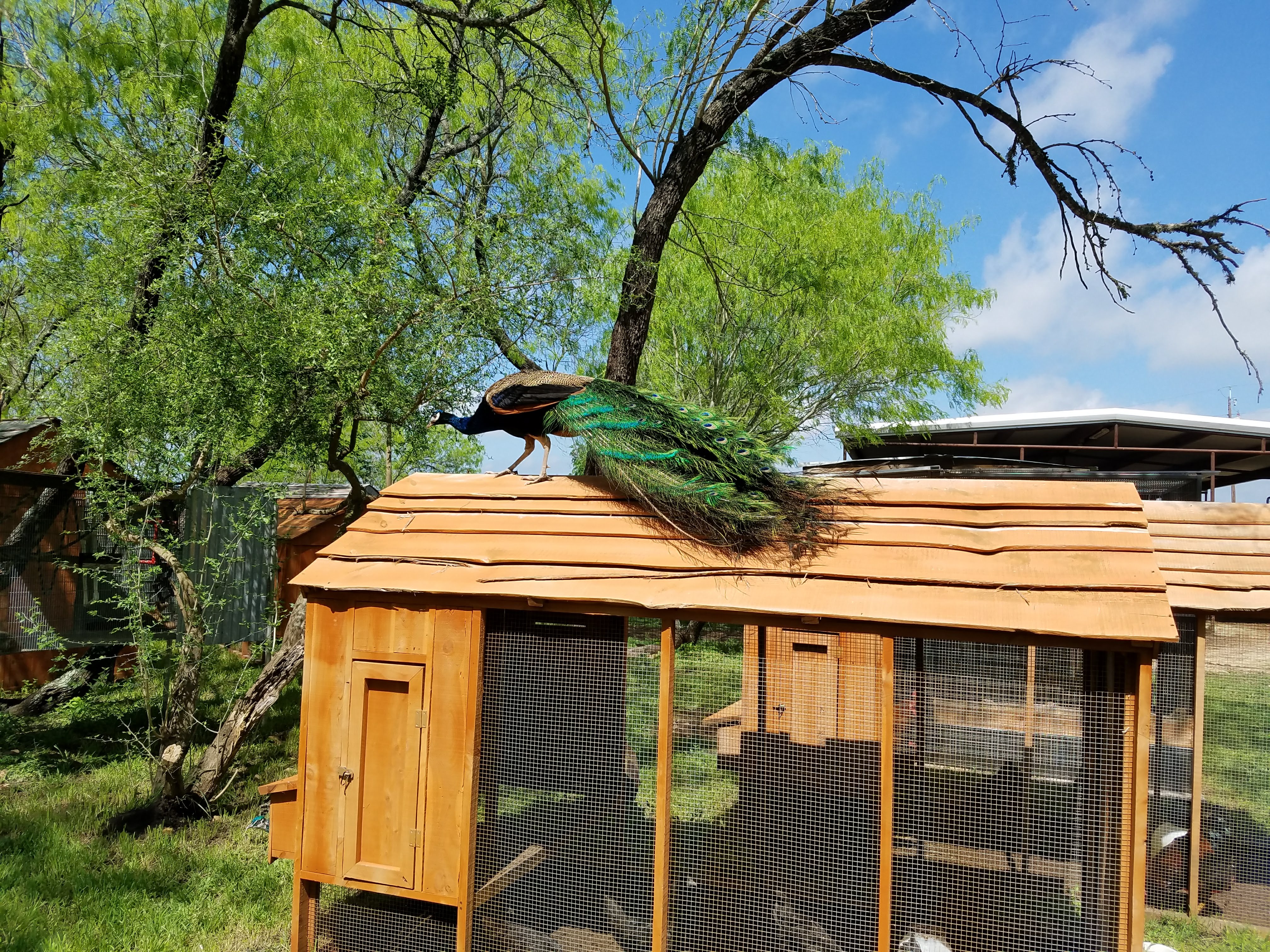 About Us | Janda Exotics Animal Ranch Kingsbury Texas