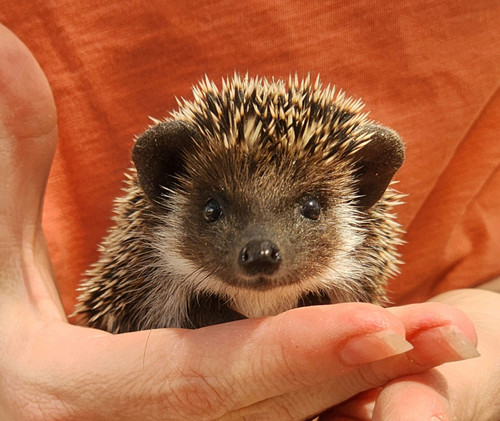 Beaux- Male Hedgehog PRICE $450 | Janda Exotics Ranch
