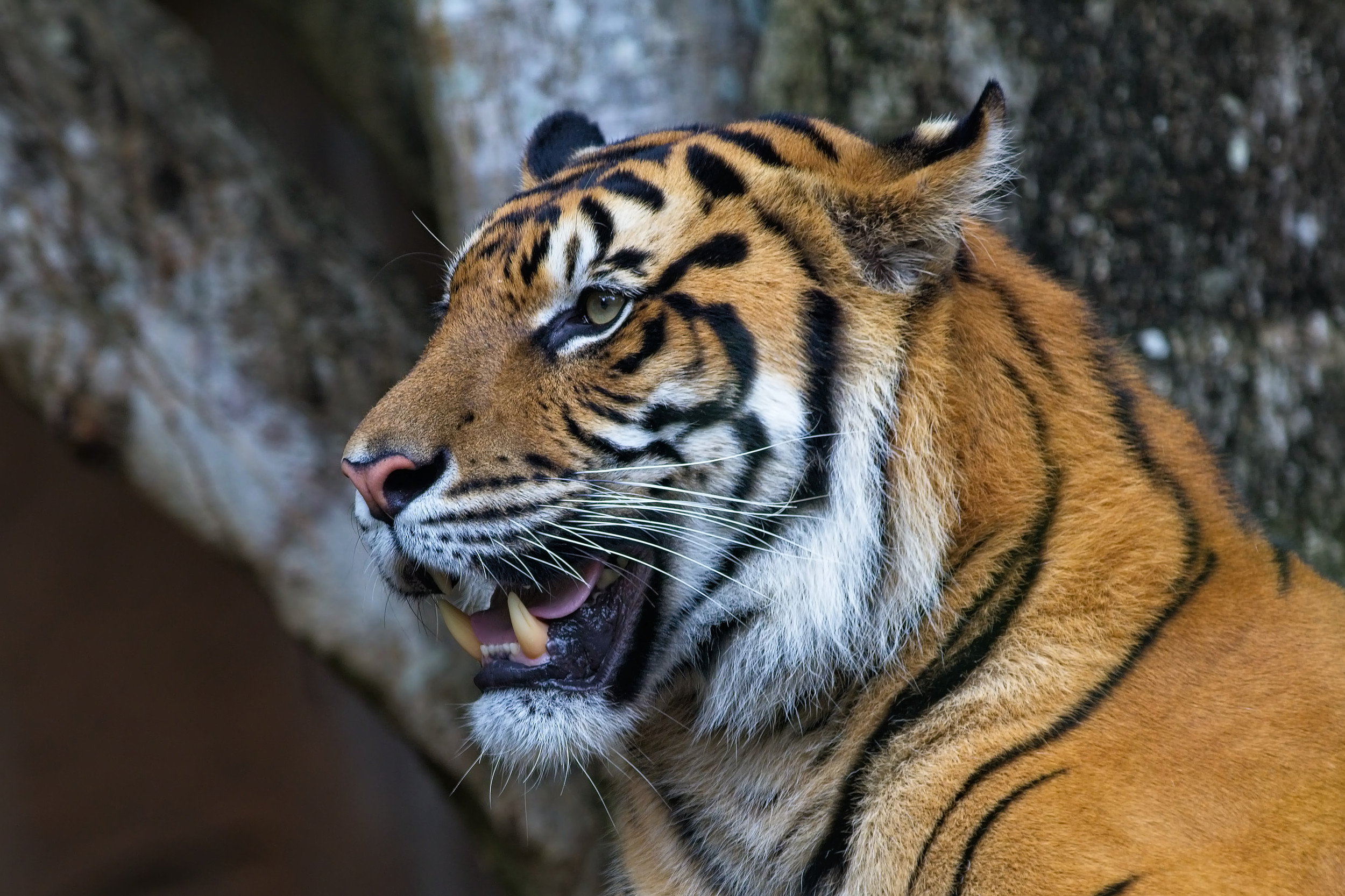 Nature Wildlife Photographer | Peter Coats Photography