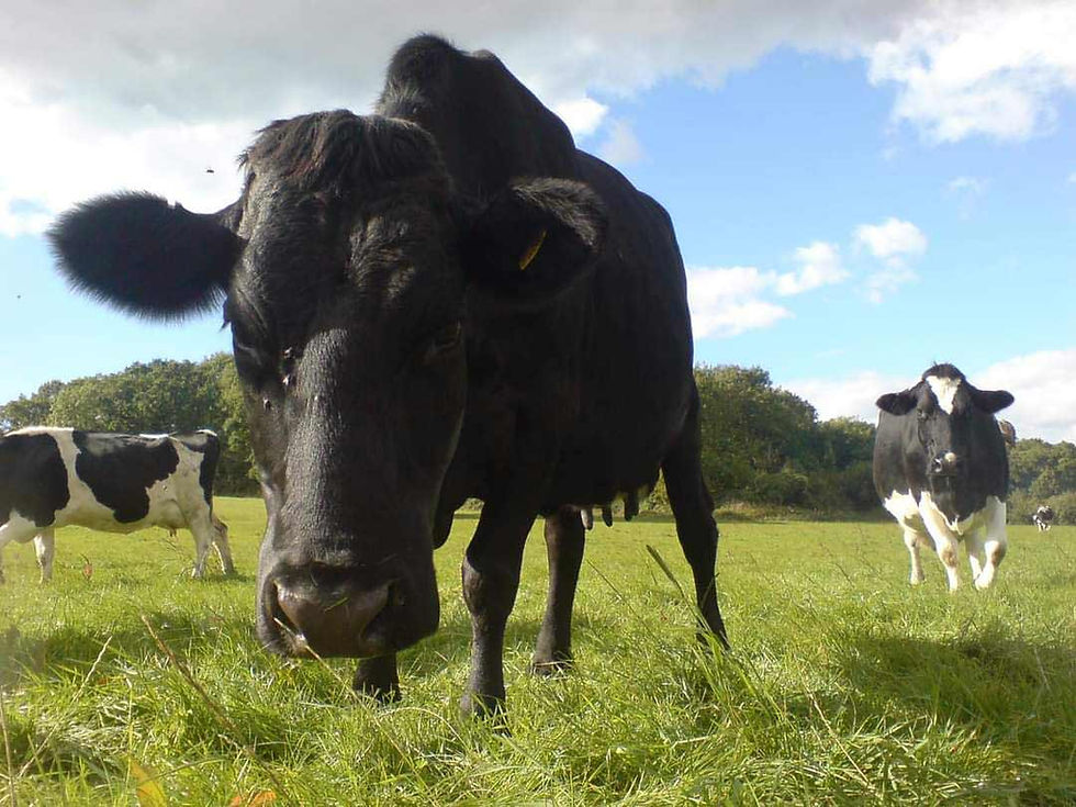 Organic Dairy Products | Jess's Ladies Organic Farm Milk | Gloucestershire