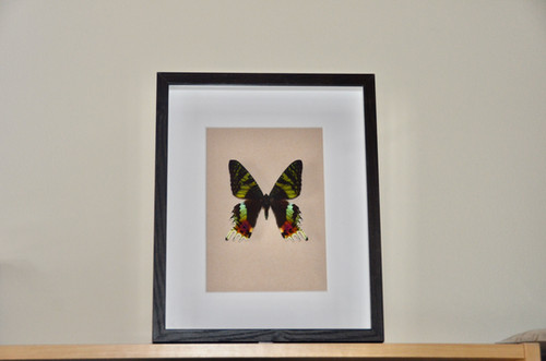 Uranie de Madagascar (Urania riphaeus) : encadrement avec un vrai ...