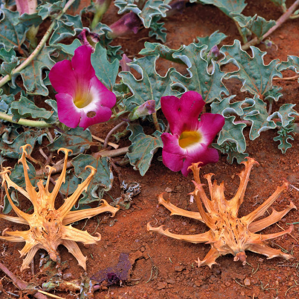 🌿 Plant Profile - Devil’s Claw (Harpagophytum procumbens)