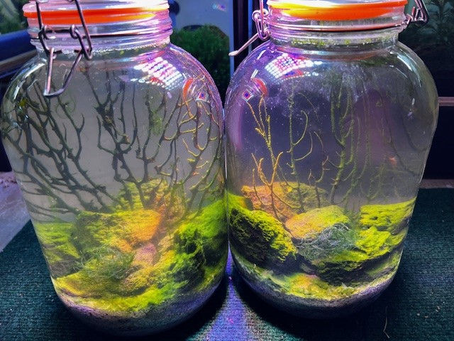 Opae Ula shrimp closed ecosystem | Potomac Valley Aquar
