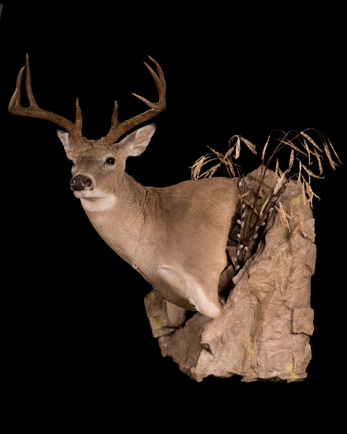 Gallery | wildwesttaxidermy