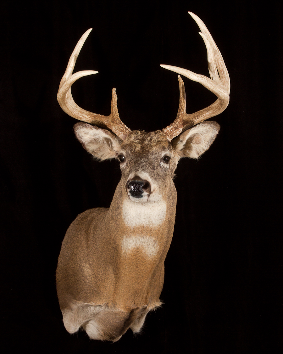 Gallery | wildwesttaxidermy