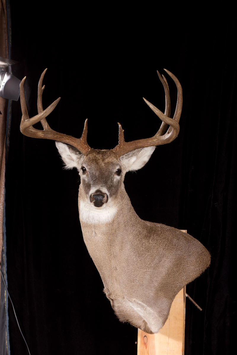 Gallery | wildwesttaxidermy