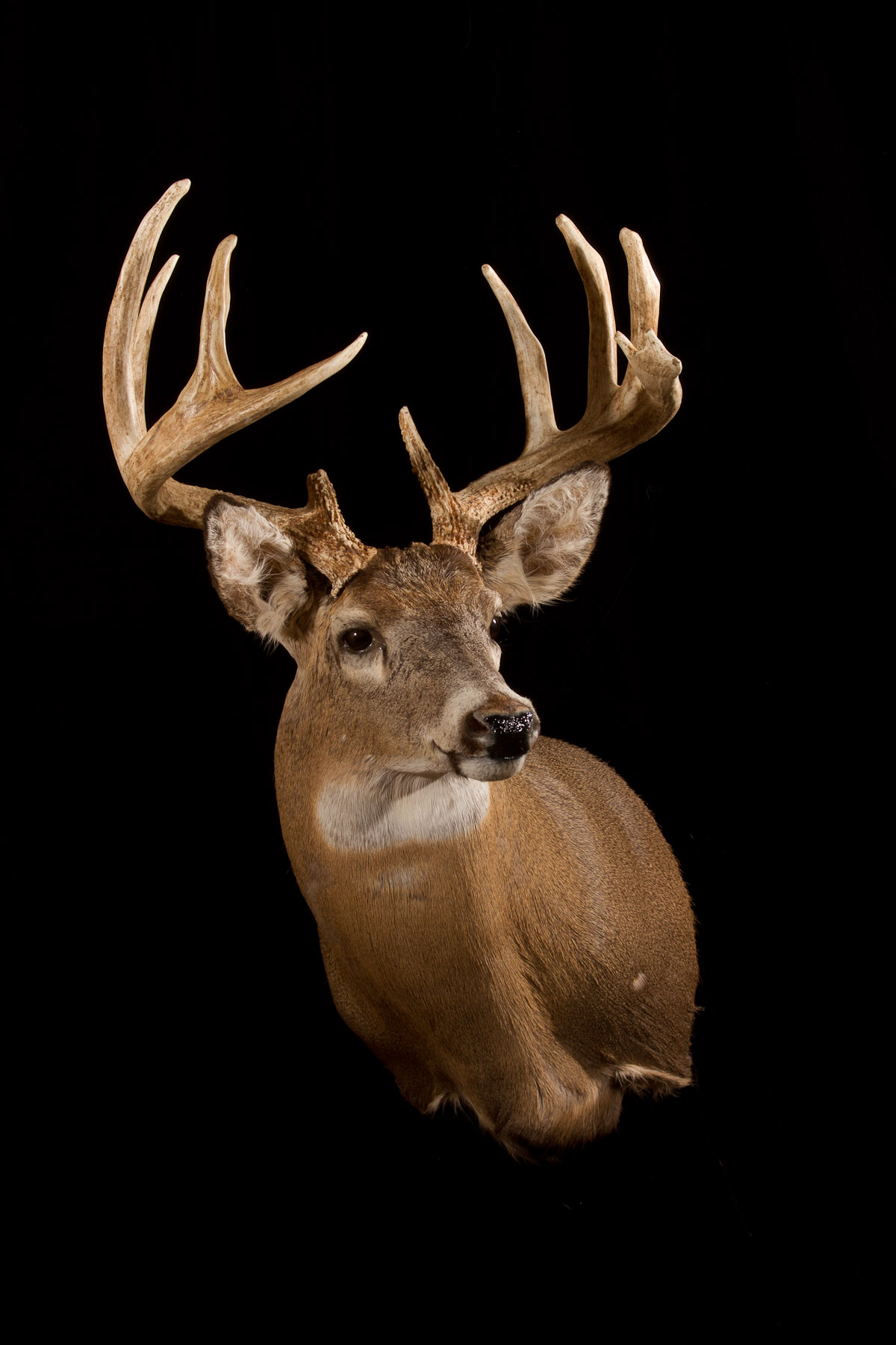 Gallery | wildwesttaxidermy