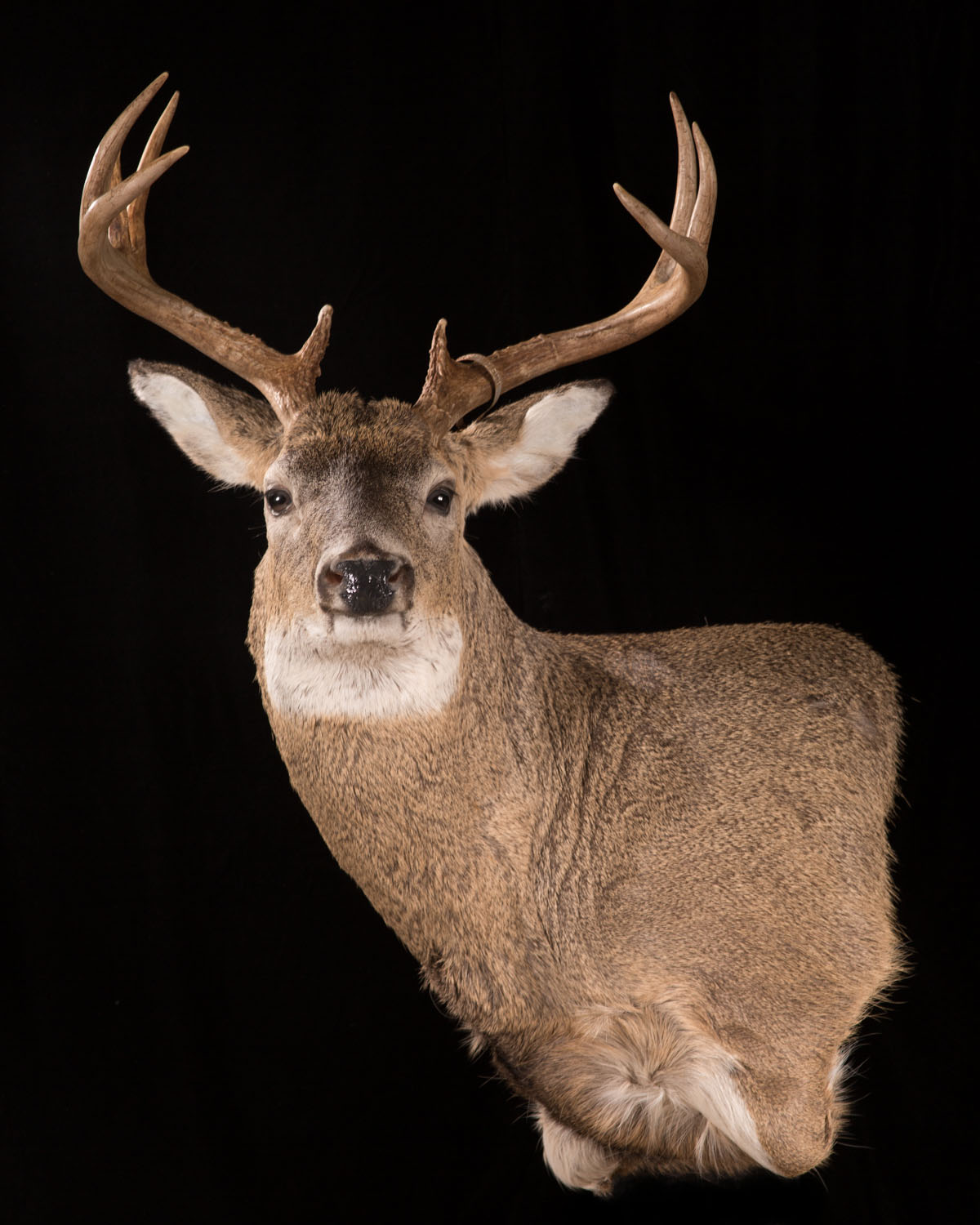 Gallery | wildwesttaxidermy
