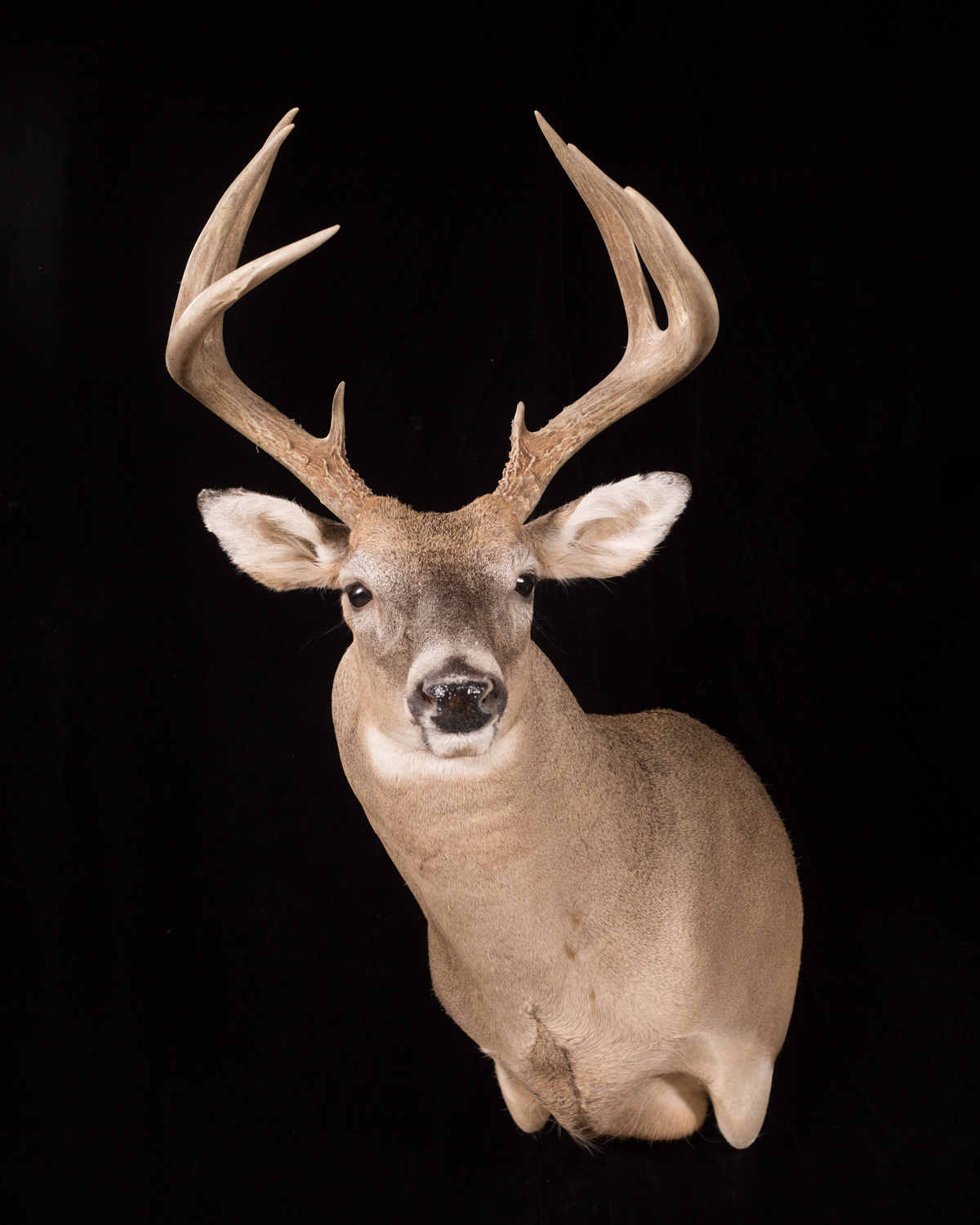 Gallery | wildwesttaxidermy