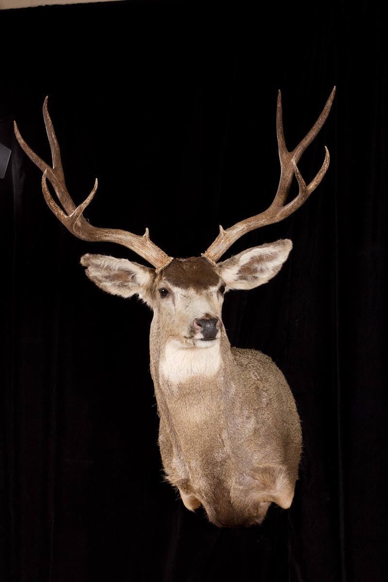 Gallery | wildwesttaxidermy