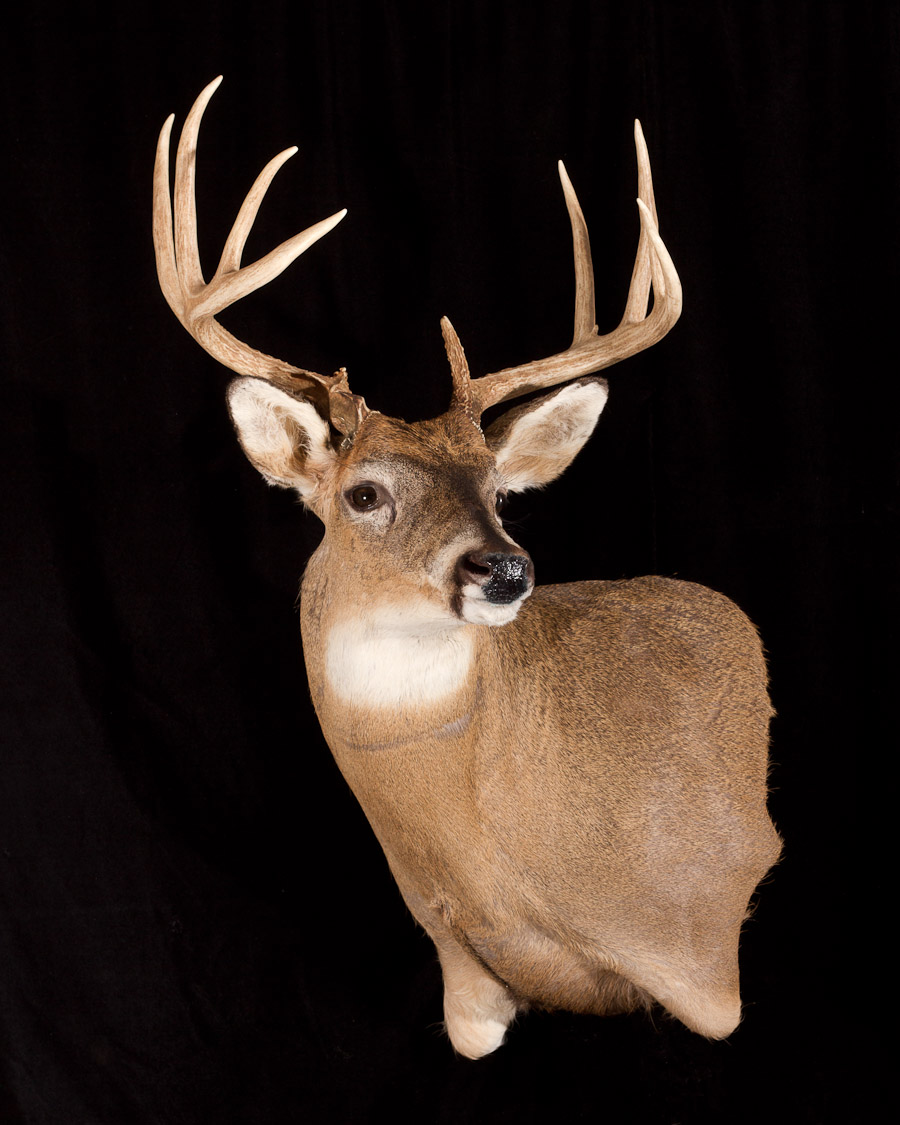 Gallery | wildwesttaxidermy