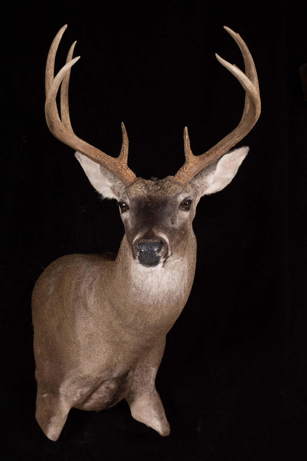 Gallery | wildwesttaxidermy