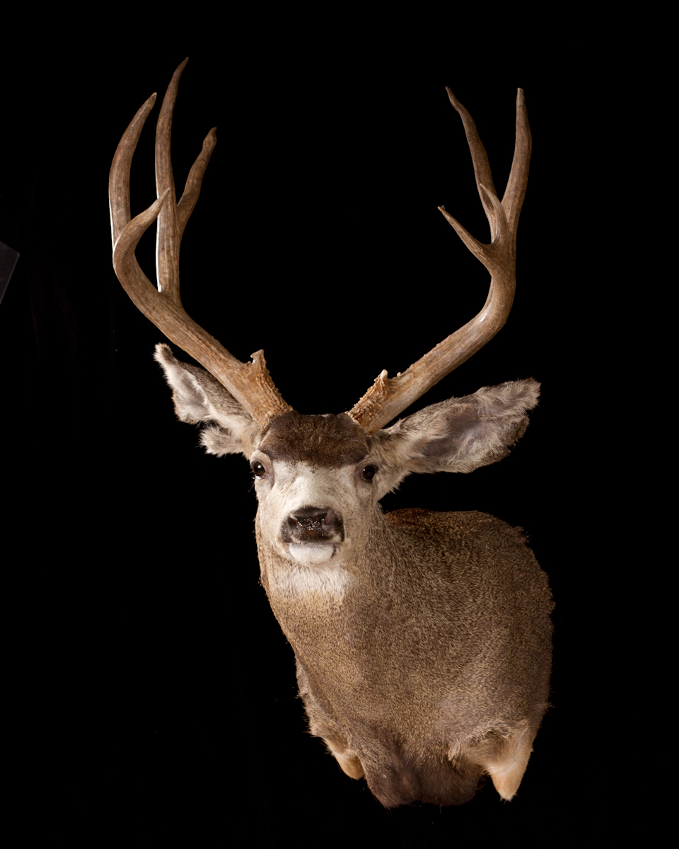 Gallery | wildwesttaxidermy