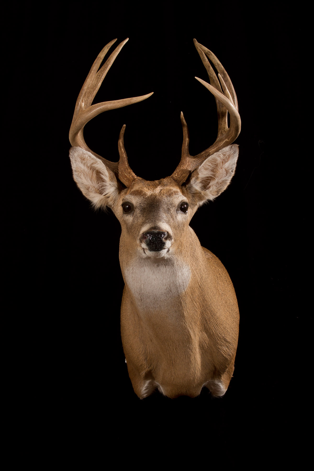 Gallery | wildwesttaxidermy