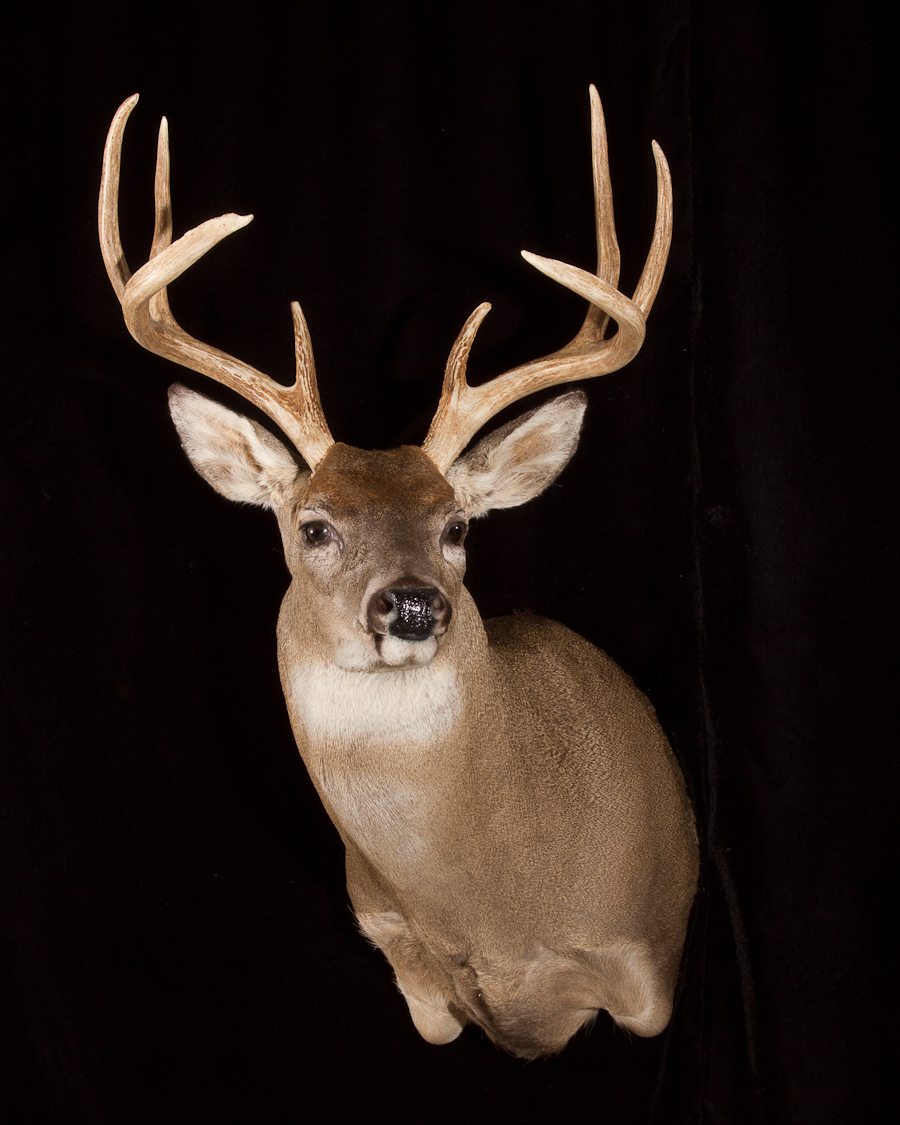Gallery | wildwesttaxidermy