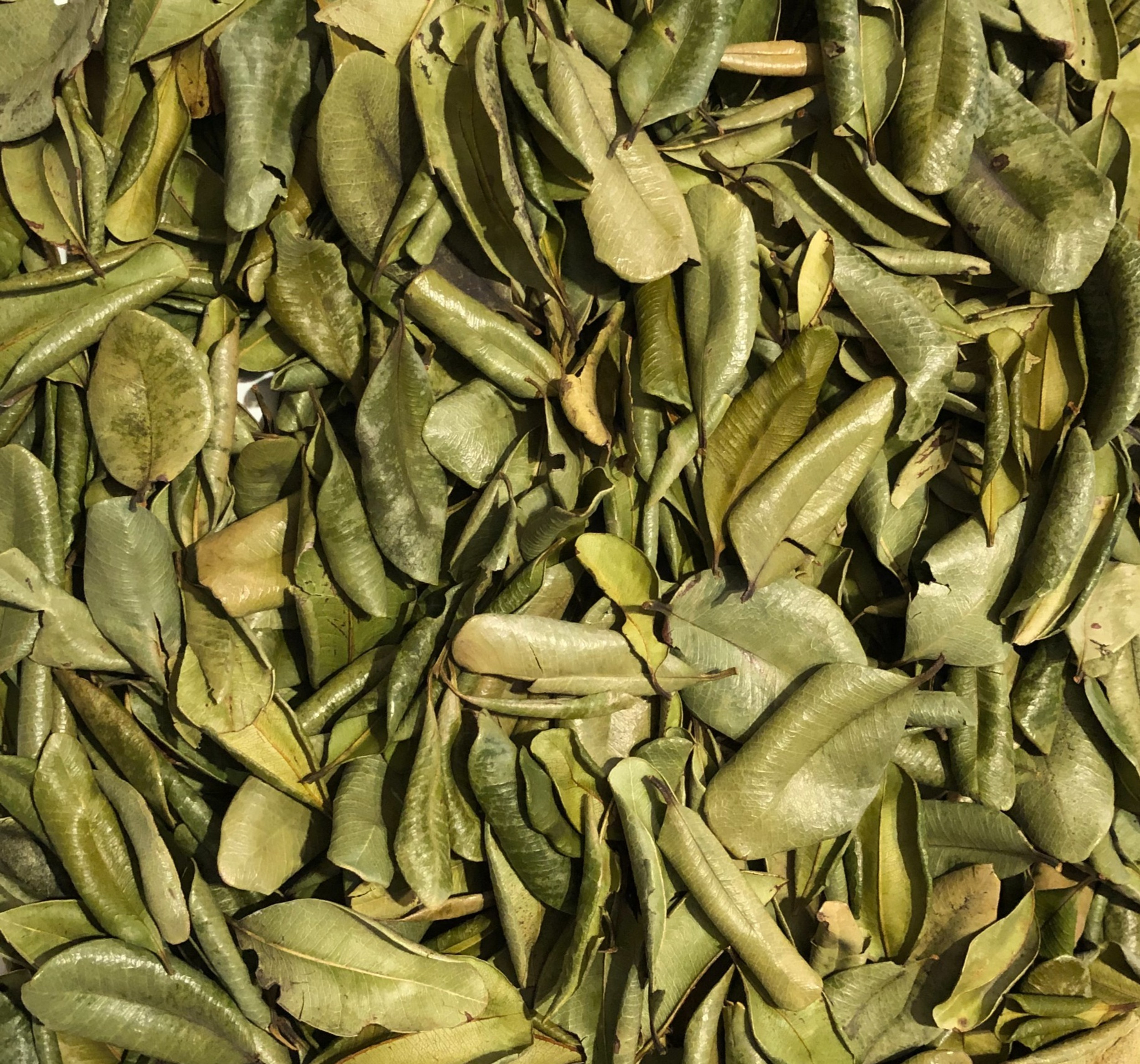 Natural leaf | Caribbean Herbs & Spices | Natural Herbal Remedies