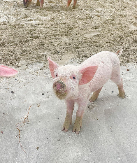 Book Online | Pig’s Paradise Antigua