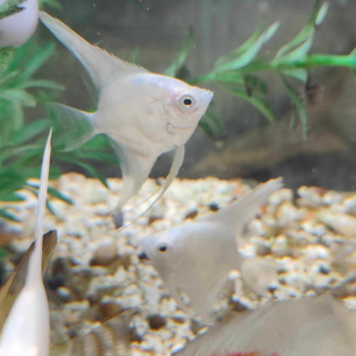 Platinum Angel Fish | MJ Cichlids