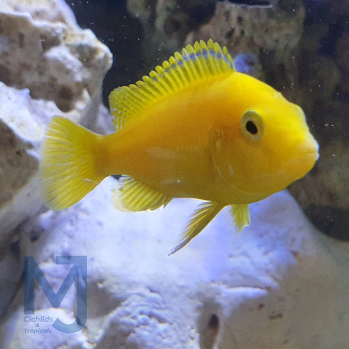 Yellow Lab Mbuna 4/5cm | MJ Cichlids