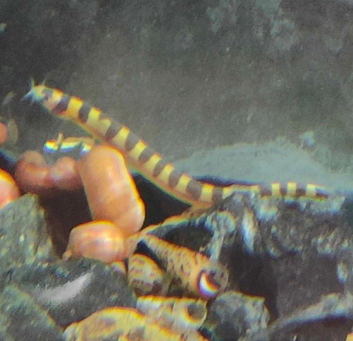 Striped Kuhli Loach | MJ Cichlids