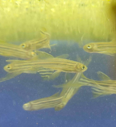 Long Finned Zebra Danio | MJ Cichlids