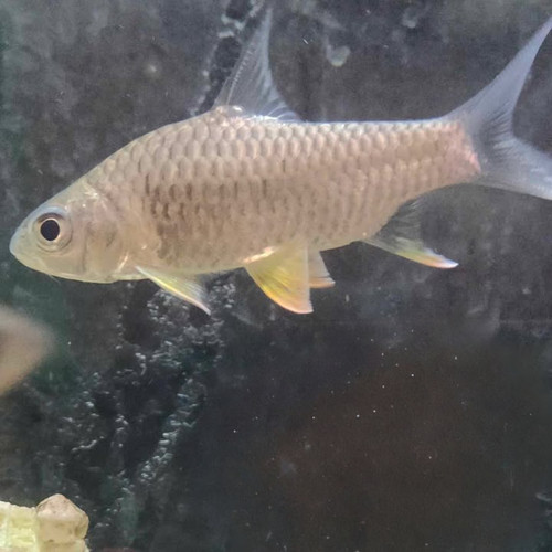 Diamond Shark (aka Lemon Barb) | MJ Cichlids