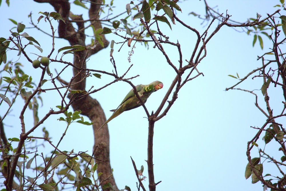 A Feathered Paradise: Exploring Parrot Park at Manyata Residency ...