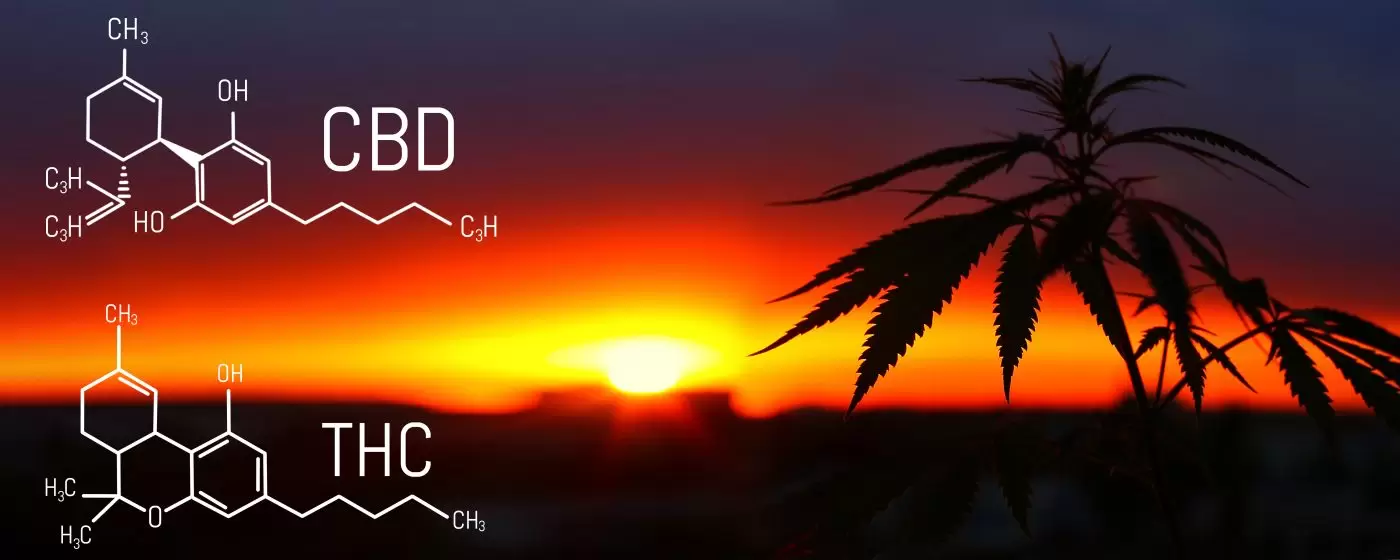 Common Questions About Delta 8 Thc