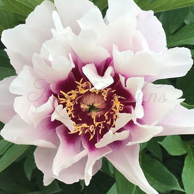 Unusual Peonies | Rarity Gardens
