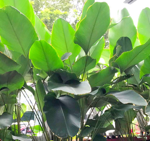 Calathea lutea 300mm | paradisegroup