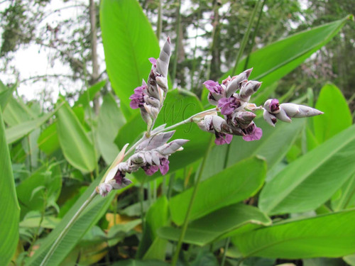 Thalia sp 300mm | paradisegroup