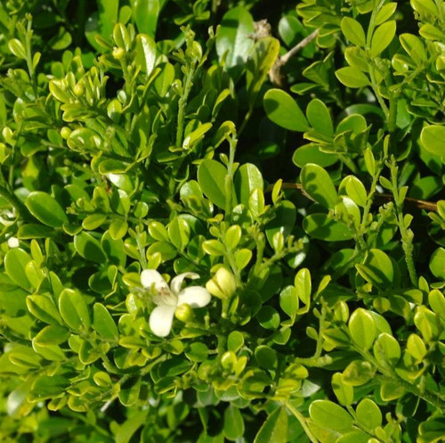 Murraya Paniculata 'Min-a-Min' 300mm | paradisegroup