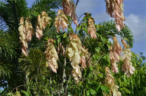 Maniltoa grandiflora lenticellata 25Lt | paradisegroup