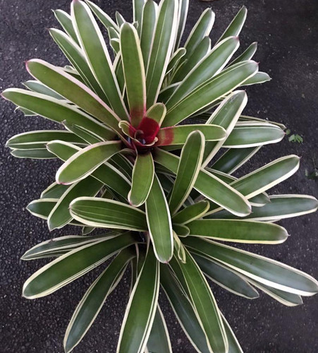 Bromeliad sp 200mm | paradisegroup