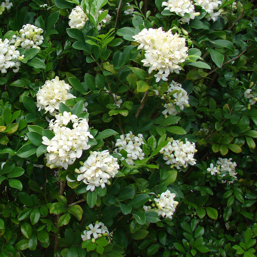 Murraya Paniculata 300mm | paradisegroup