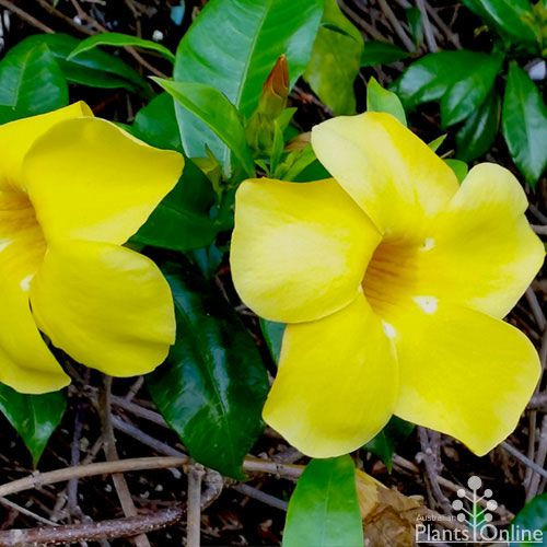 Allamanda sunee 200mm | paradisegroup