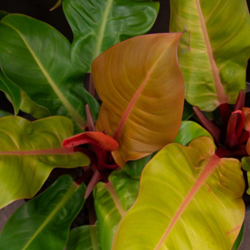 Philodendron erubescens 'Imperial Gold' 140mm | paradisegroup