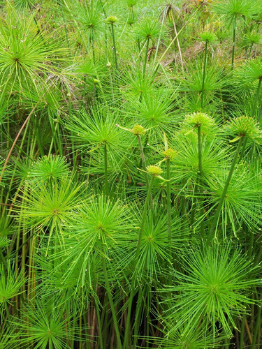 Cyperus papyrus 'Nana' 200mm | paradisegroup