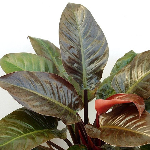 Philodendron 'Imperial Red' 300mm | paradisegroup