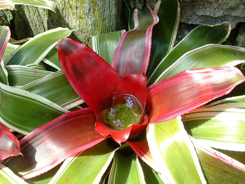 Bromeliad sp 140mm | paradisegroup