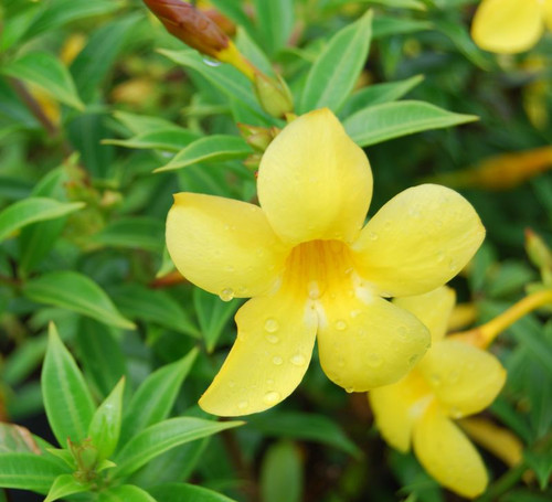 Allamanda sunee 140mm | paradisegroup