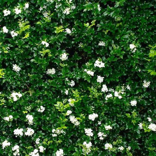 Murraya Paniculata 200mm | paradisegroup