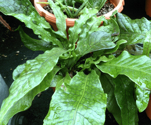 Microsorum musifolium crocodyllus fern 200mm | paradisegroup