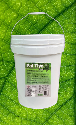 4 Kg Pal Tiya Premium | Axess Glass Products
