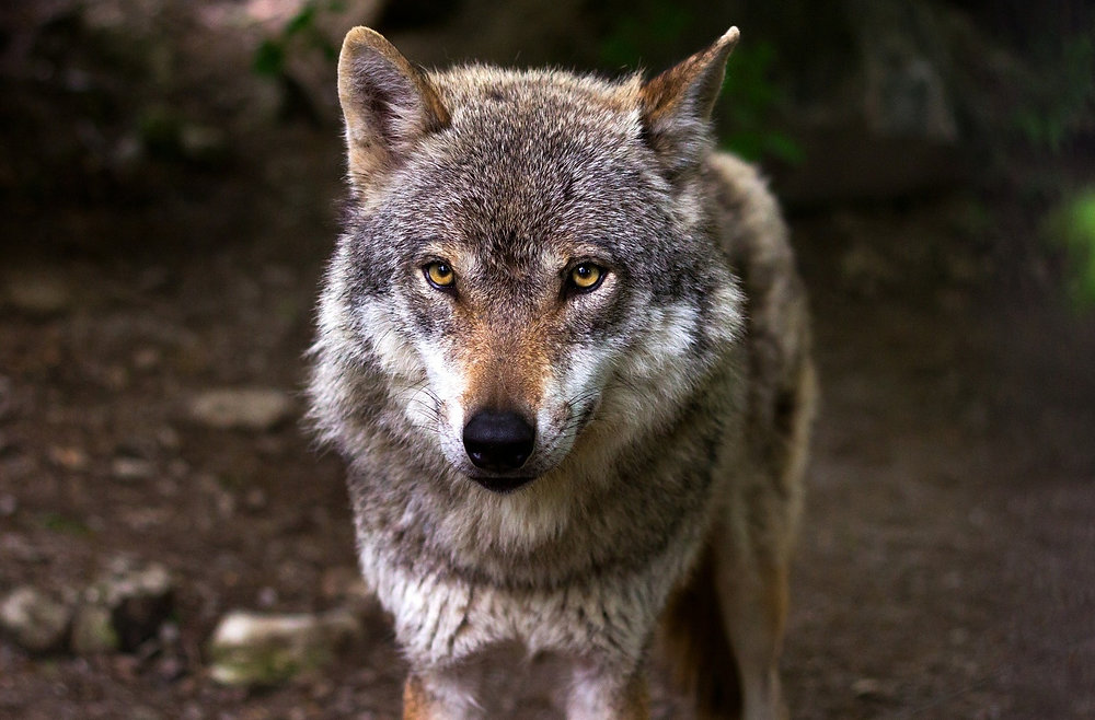 Wolves become dogs - how did that happen?