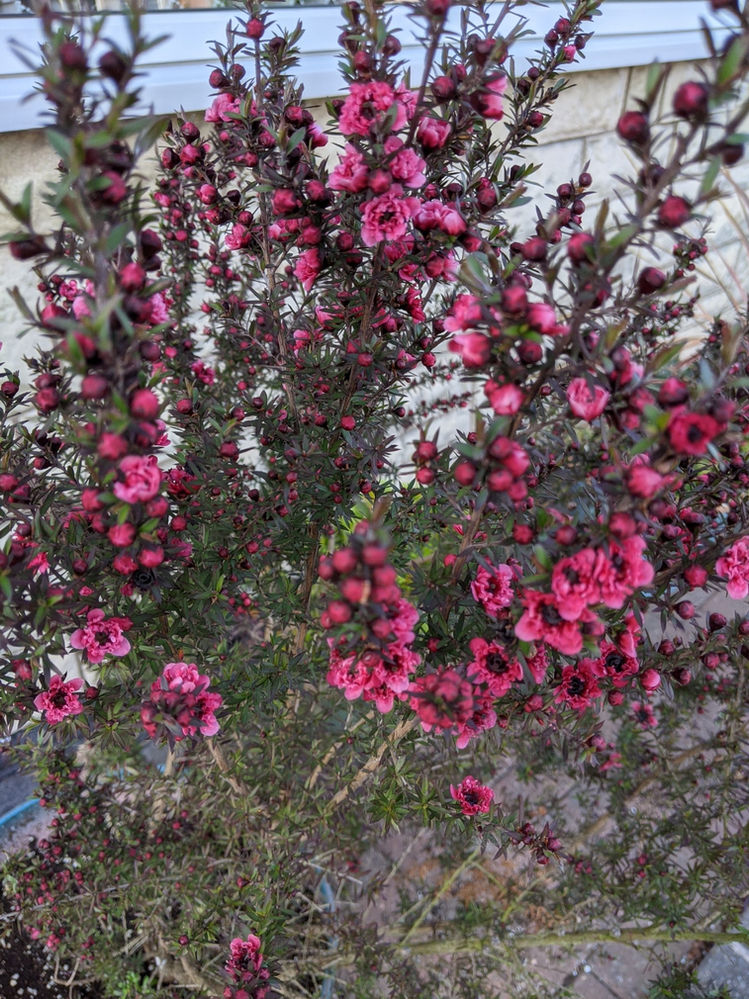Leptospermum scoparium 'Red Damask'