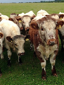 THE FARM | mysite