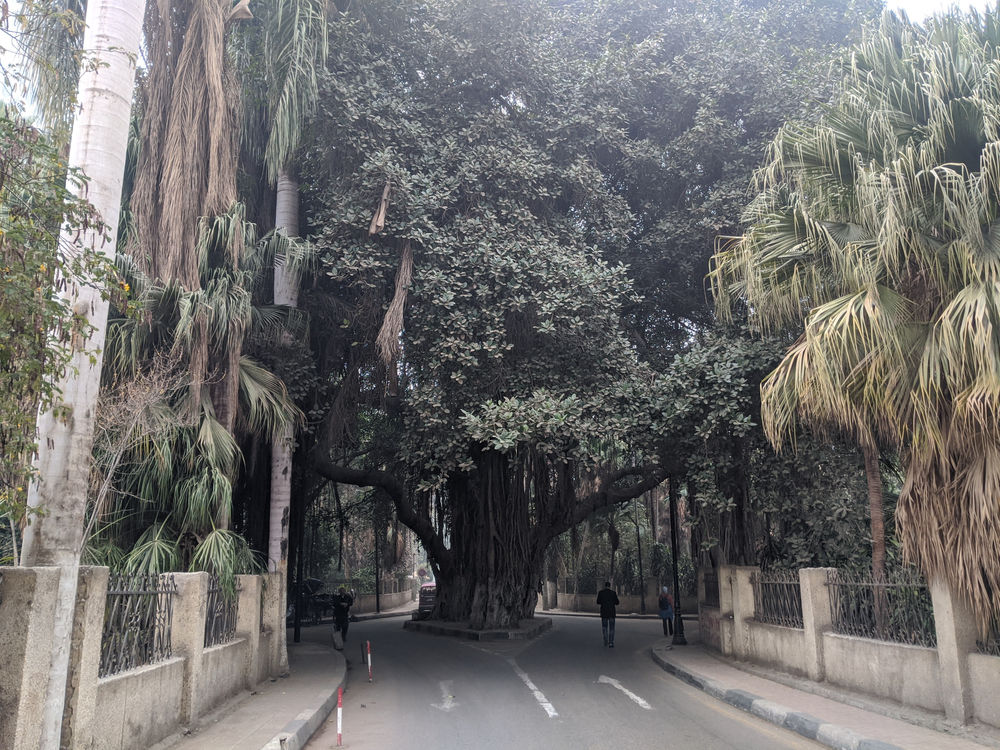 Zamalek's Banyan Tree Rooted in History